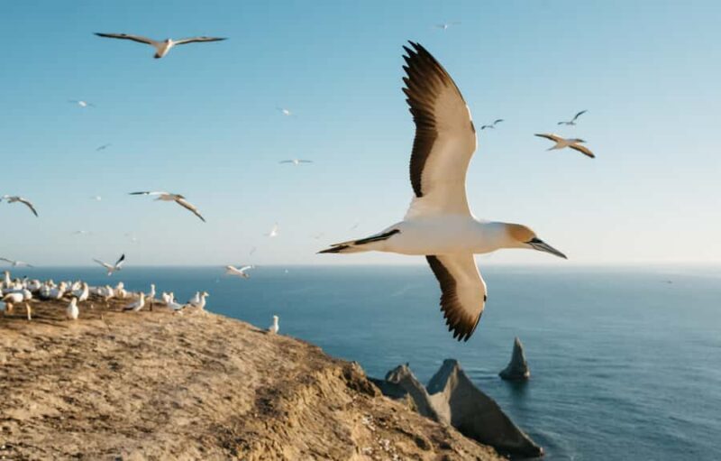 Napier: Cape Kidnappers Gannet, Nature & Sightseeing Tour - The Scenic Journey and Other Highlights