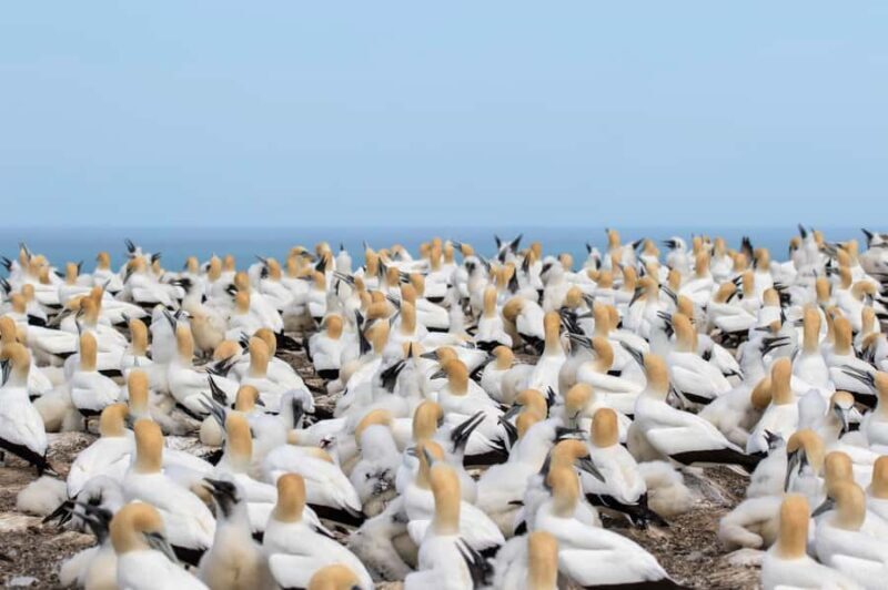 Napier: Cape Kidnappers Gannet, Nature & Sightseeing Tour - The Actual Gannet Colony Experience