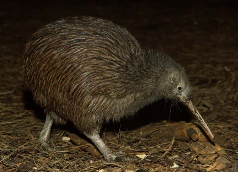 Napier: National Aquarium of New Zealand General Admission - A Closer Look at the Experience