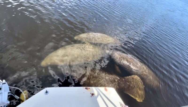 Naples, FL: Manatee, Dolphin, 10,000 Islands Beach Eco Tour - Key Points
