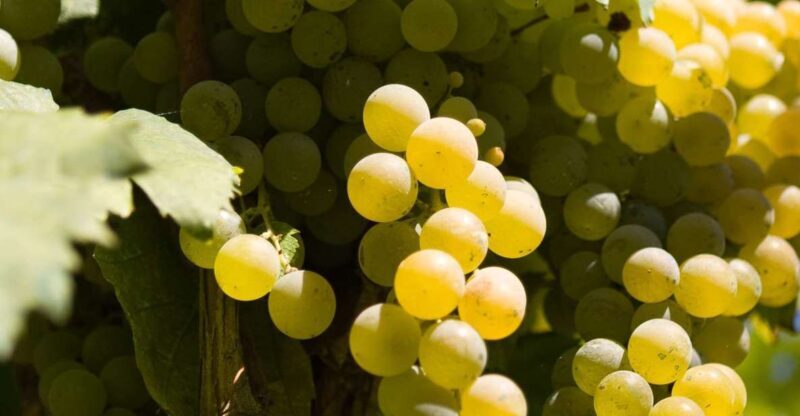 Naples: Mount Vesuvius Vineyard Tour w/ Lunch & Wine Tasting - Final Thoughts