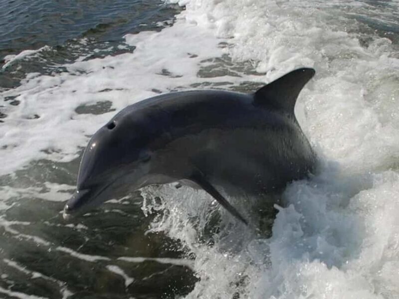 Naples: Sightseeing and Dining Cruises - Final Thoughts: Is It Worth It?