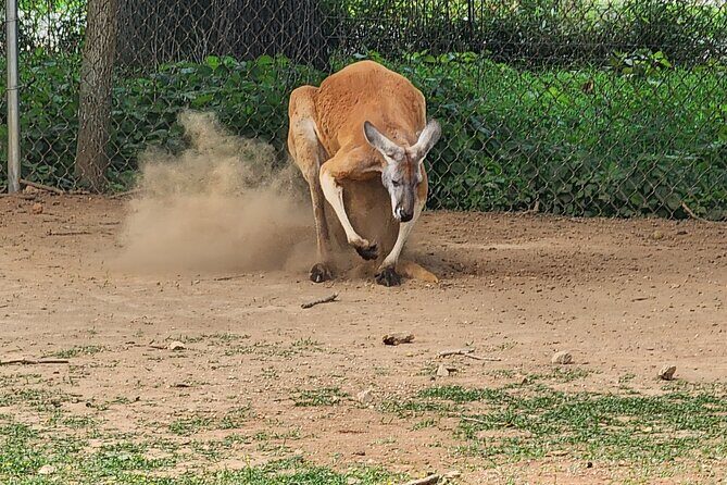 Nashville to Kentucky Caves & Kangaroos: A Day of Enchantment - An Overview of the Experience