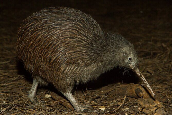 National Aquarium of New Zealand in Napier Native Icons Tour - Key Points