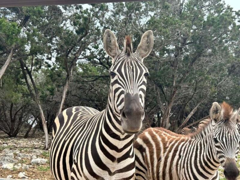 Natural Bridge Wildlife Ranch: Self-Guided Safari Drive-Thru - FAQ