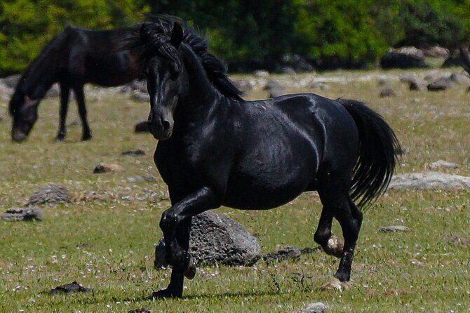 nature and wildlife - Final Thoughts: Is It Worth It?