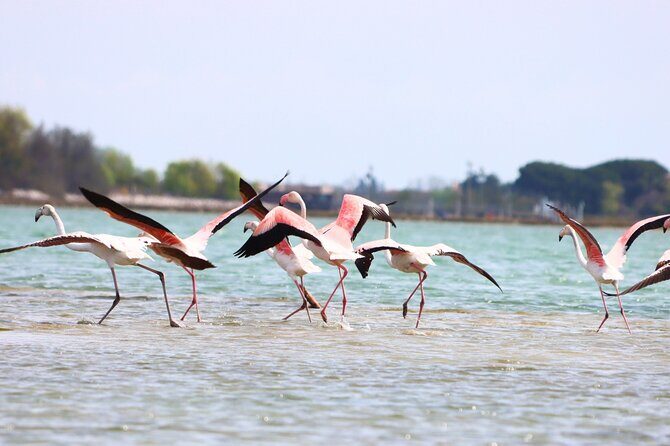 Nature Kayak Tour: Exploring Europes Largest Lagoon - Practical Tips for Participants