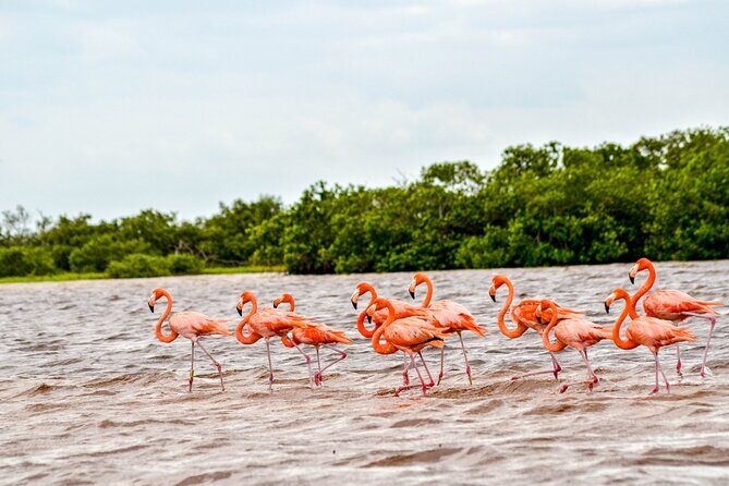 Nature tour by boat in the Natural Reserve in Río Lagartos - Experience the Natural Beauty of Río Lagartos on a Guided Boat Tour