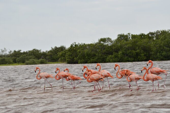 Nature tour by boat in the Natural Reserve in Río Lagartos - Key Points