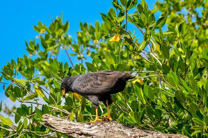 Nature tour by boat in the Natural Reserve in Río Lagartos - FAQs About the Río Lagartos Boat Tour