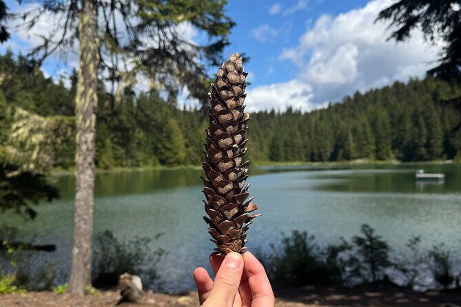 Nature Walk - Exploring Whistler’s Nature on a Guided Walk with Trail Quest Adventures