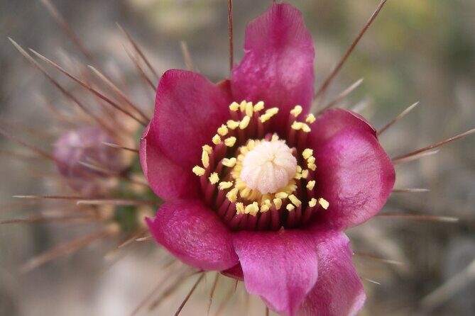 Nature Walk/Hike Tour near Disneyland: ID plants & wildlife - Frequently Asked Questions