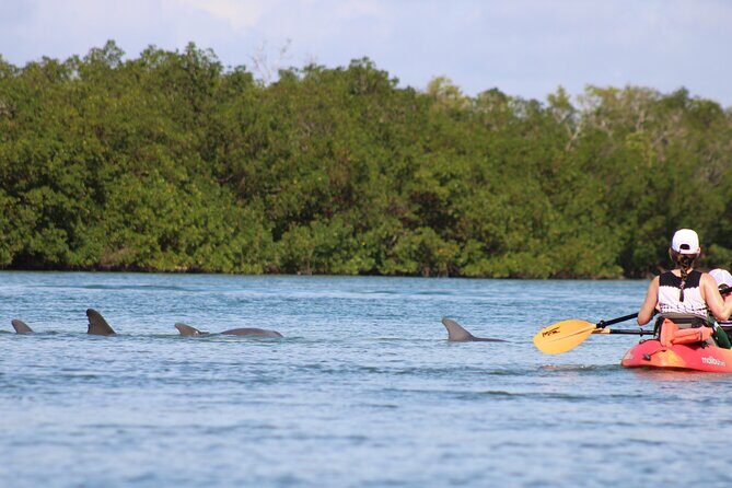 Nauti Exposures - Guided kayak tour through the Mangroves - The Experience in Detail