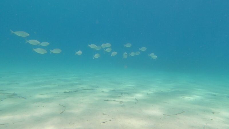 Naxos: Discover Scuba Diving on Agios Georgios Beach - What Reviewers Have Said