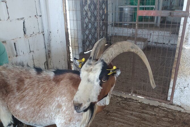 Naxos Farm Experience and cheese making - Exploring the Naxos Farm Experience in Detail  
