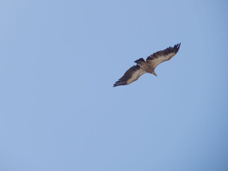 Naxos: Hike to the Top of Mount Zas with a Guide - The Practicalities: What You Need to Know