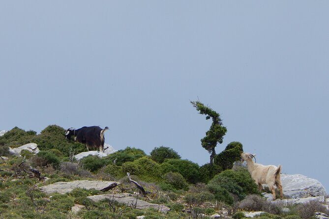 Naxos: Hike to the Top of the Cyclades - Mount Zas - The Sum Up