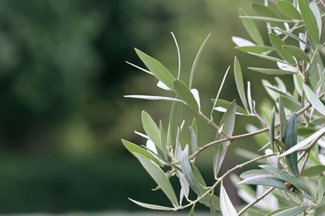 Naxos Mythology & Ancient Sites Tour with Cheese & Wine - Who Will Love This Tour?