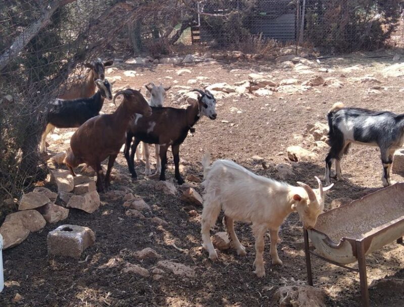 Naxos: Private Minibus Rental with an Experienced Driver - Final Thoughts