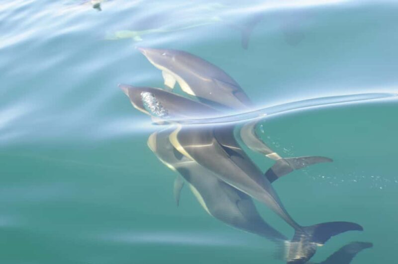 Nazaré: Dolphin Safari - What to Expect on This Dolphin Safari