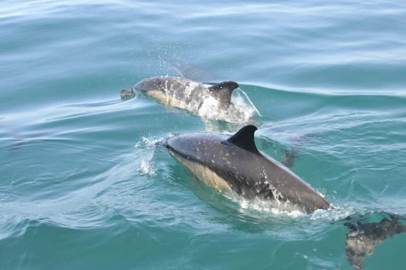 Nazaré: Dolphin Safari - Who Should Consider This Tour?