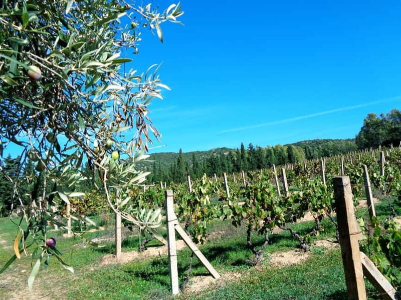 Near Cagliari: The World of Natural Wine at "In Our Garden" - Practical Tips for Visitors