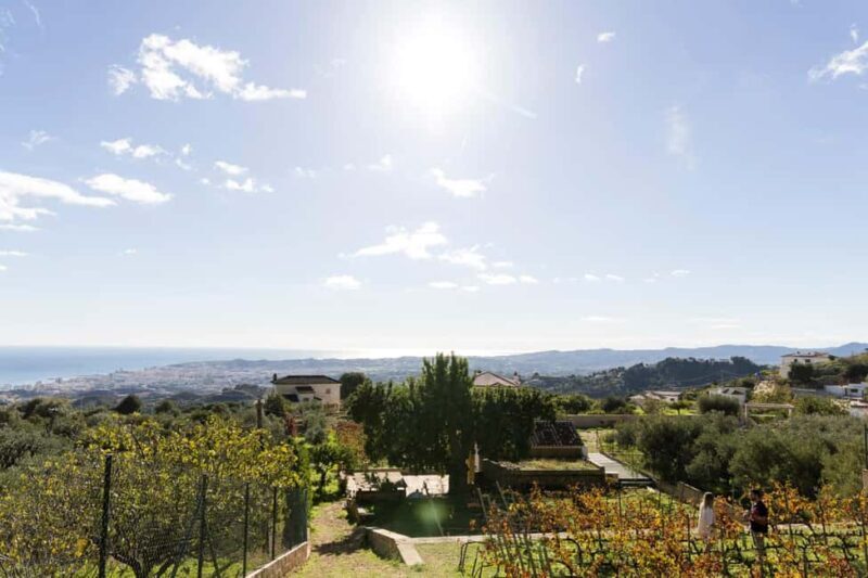 Near Malaga: Mijas Organic Vineyard, 5 Wines, 2 Oils & Tapas - A closer look at what to expect from this hillside gem