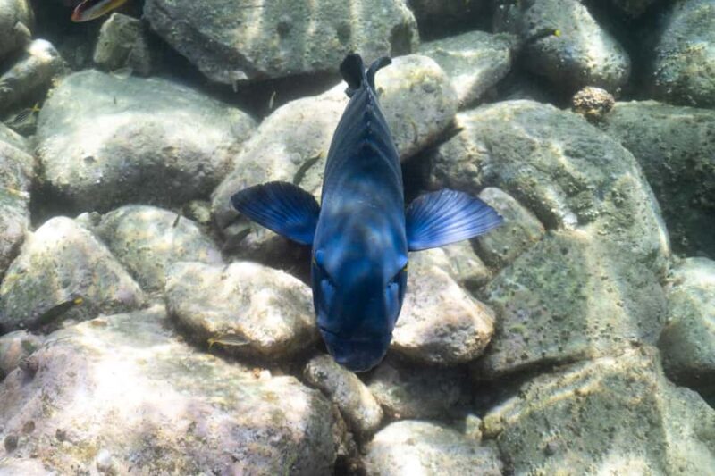 Nelson Bay: Marine Discovery Cruise with Snorkeling - Price and Value Analysis