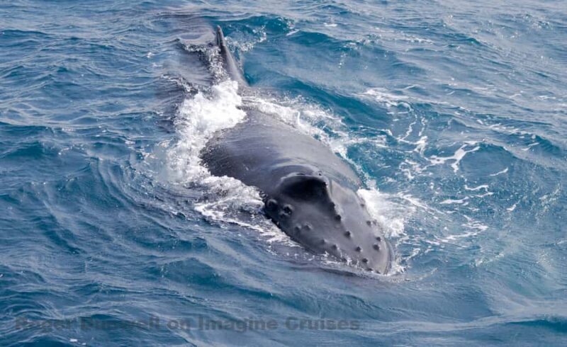 Nelson Bay: Whale and Dolphin Watching Catamaran Cruise - Key Points