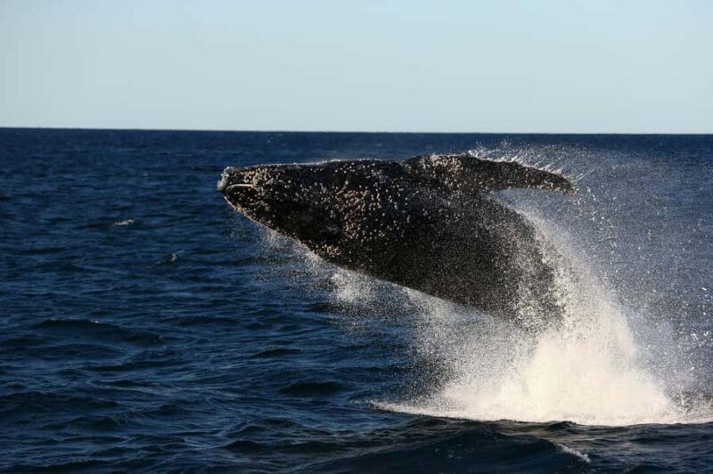 Nelson Bay: Whale and Dolphin Watching Catamaran Cruise - FAQs