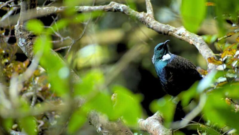 Nelson: Brook Waimrama Sanctuary Entry Ticket - Final Thoughts