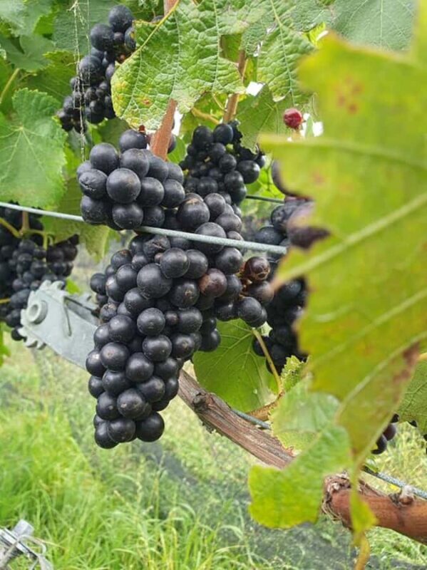 Nelson: Marlborough Wine Tour with Tastings and Lunch - FAQ