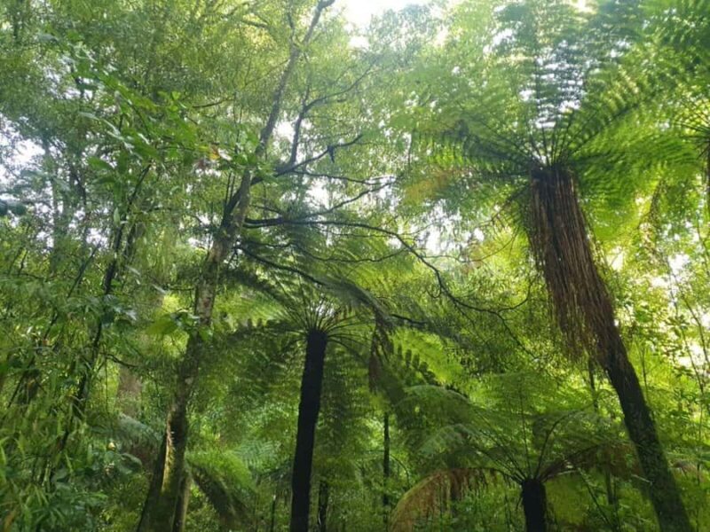 Nelson: Nelson Lakes National Park Day Trip with Lunch - Exploring Nelson Lakes National Park: What to Expect