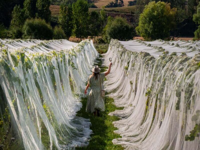 Nelson: Wine Tour with Tastings and Lunch - Key Points  