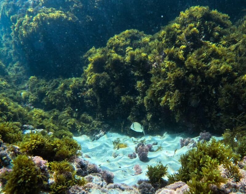 Nerja-Maro: Snorkeling & Sea Scooter Speedboat Trip - The Sum Up