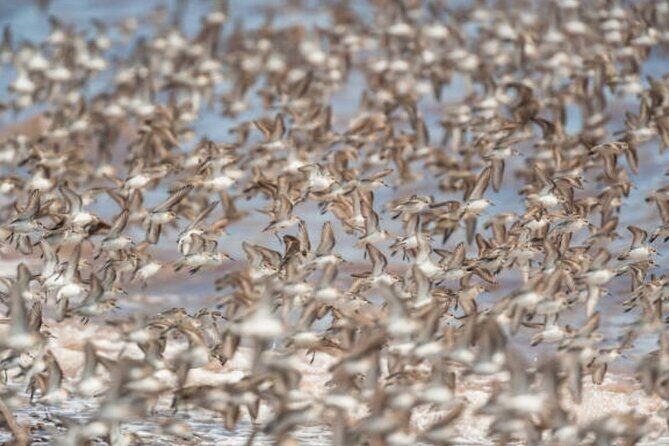 New Brunswick Shore Excursion: Bay of Fundy and More Highlights Tour - Authentic Experiences and Review Insights