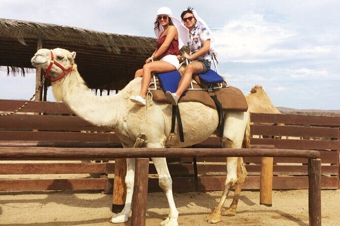 NEW! Combo Camel Beach Ride and UTV 4X4 Cabo Adventure, Tequila & - The Camel Ride at Migriño Beach