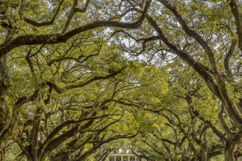 New Orleans: Bayou Swamp Tour and Oak Alley Plantation Tour - Who Should Consider This Tour?