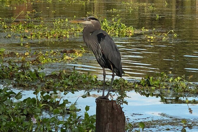 New Orleans Premium Six-Passenger Airboat Adventure - In-Depth Look at the Tour Itinerary
