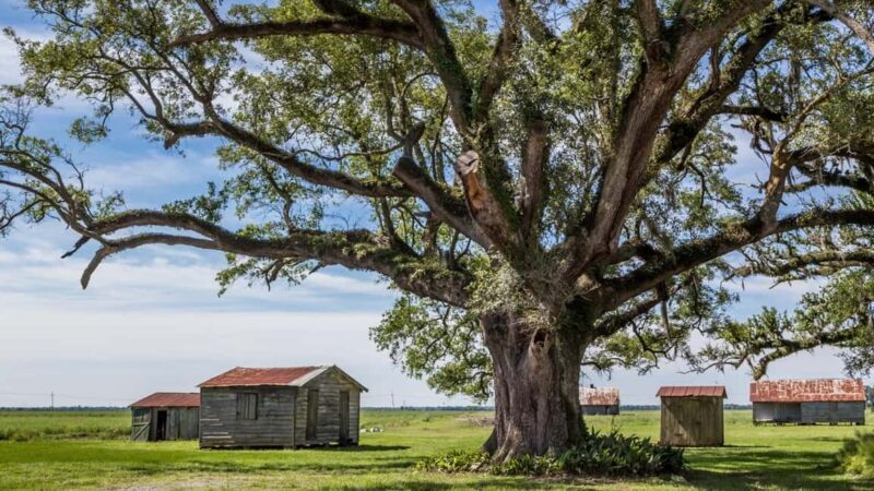 New Orleans: St. Joseph and Felicity Plantation Guided Tour - An In-Depth Review of the Louisiana Plantations Tour