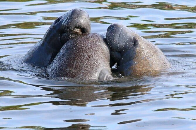 New Smyrna Mangrove Paddle & Mimosa Tour - The Experience from the Reviewers’ Perspective