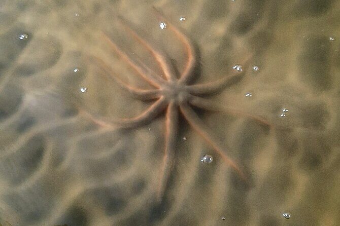 New Smyrna Mangrove Paddle & Mimosa Tour - The Sum Up: Why This Tour Works