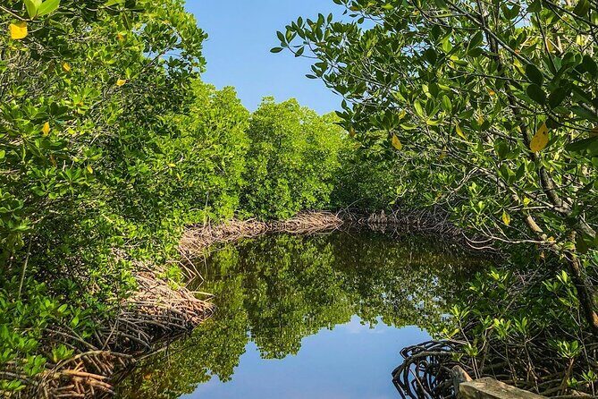 New Smyrna Mangrove Paddle & Mimosa Tour - Frequently Asked Questions