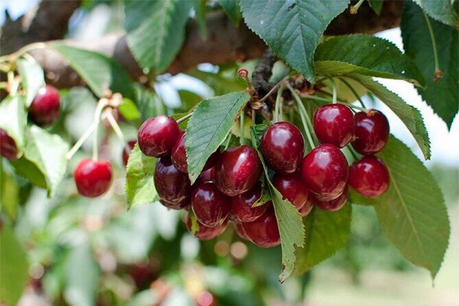 New South Wales Cherry Picking Tour - What to Expect from the Tour Itinerary