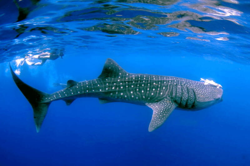 New Whale Shark Encounter Experience in Cancun !! - An In-Depth Look at the Whale Shark Tour Experience