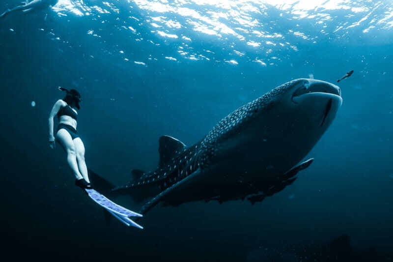 New Whale Shark Encounter Experience in Cancun !! - Practical Tips for Participants