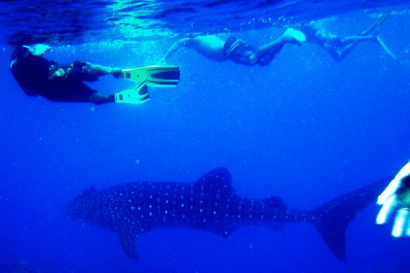 New Whale Shark Encounter Experience in Cancun !! - Final Thoughts: Is This Tour Worth It?
