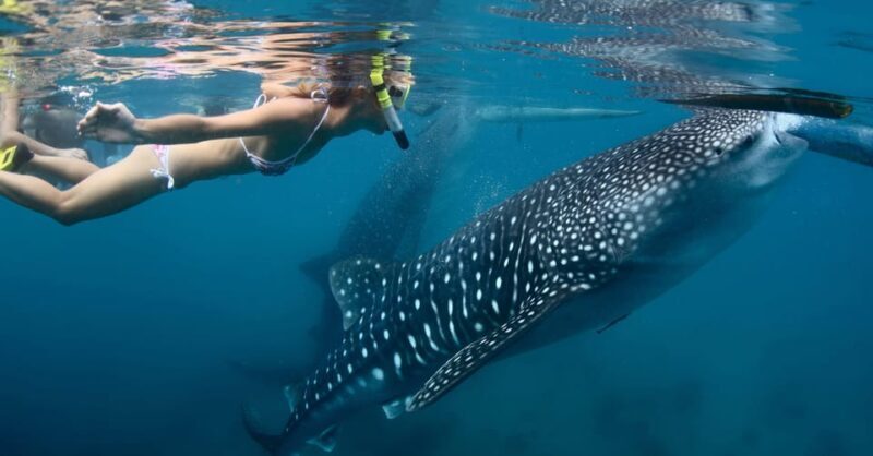 New Whale Shark Encounter Experience in Cancun !! - Frequently Asked Questions
