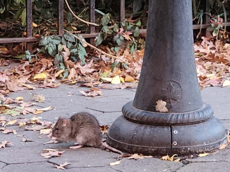 New York City: Garbage and Rats Walking Tour - Who Is This Tour Best Suited For?