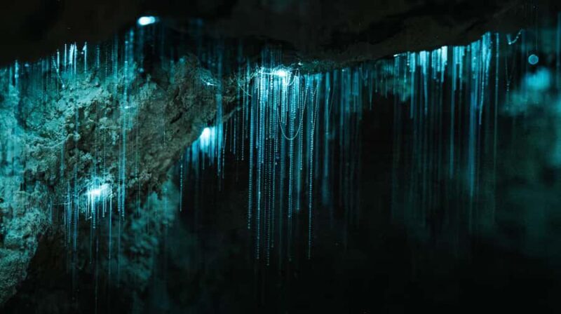 New Zealand: Milky Way Glowworm Cave Tour - Discovering the Milky Way Glowworm Cave